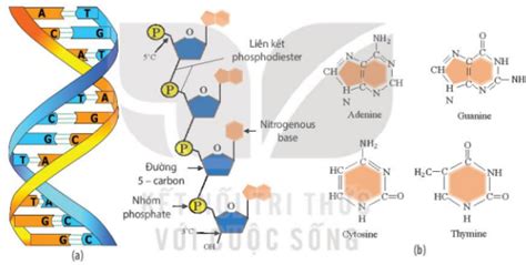 Quan sát hình nêu và giải thích các đặc điểm cấu trúc khiến DNA đảm nhận được chức năng