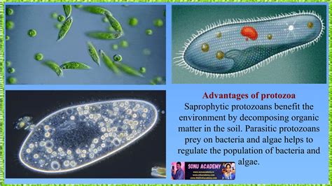 Microorganisms Friend And Foe Protozoa Chapter 2 Class 8 Cbse Ppt