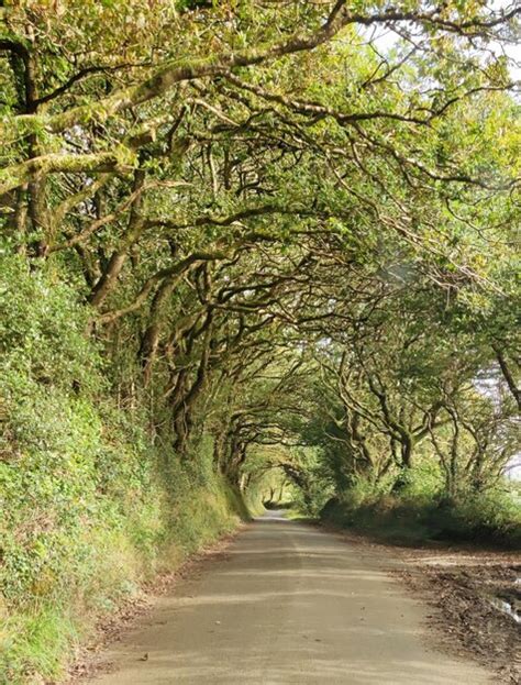 Premium Photo Tree Tunnel