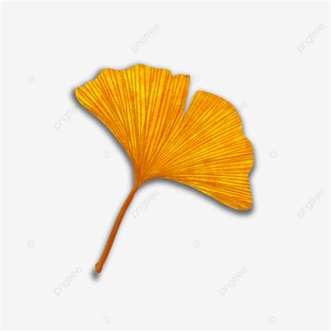 Golden Ginkgo Leaf Illustration Ginkgo Leaf Illustration Png