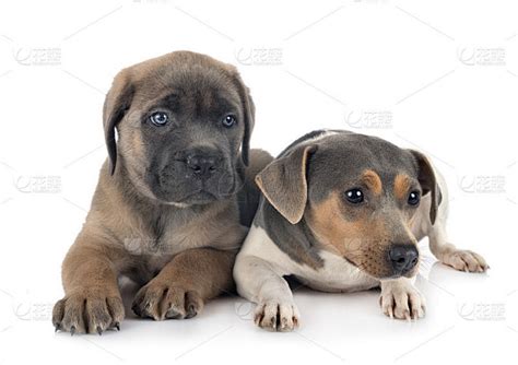 意大利獒犬和巴西梗犬