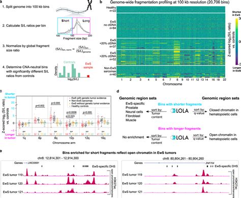 Regional Fragment Size Analysis Detects An Ews Tumor Specific Download Scientific Diagram