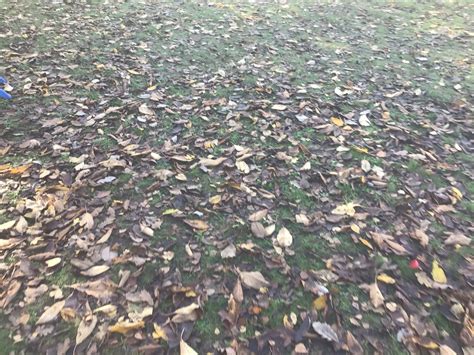 Year 1 What Does Our Local Habitat Look Like Ferndown First School