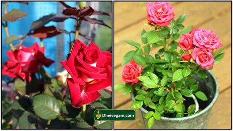 ரோஜா பூ செடி வளர்ப்பு Rose Plant Uram Rose