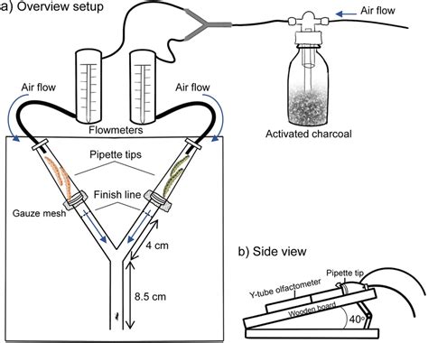 Y Tube Olfactometer Setup A The Setup Consisted Of A Y Tube With An