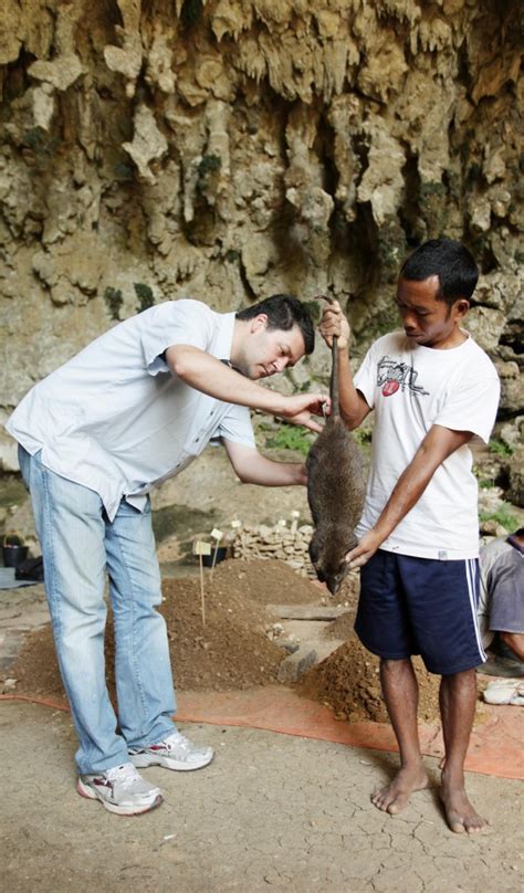 Hobbit Human Story Gets A Twist Thanks To Thousands Of Rat Bones