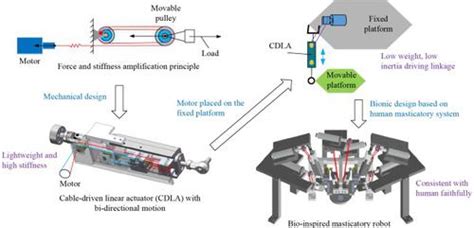 Development Of A Masticatory Robot Using A Novel Cable Driven Linear Actuator With Bidirectional