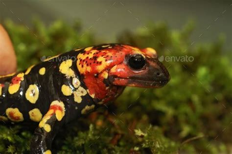 Colorful Salamander