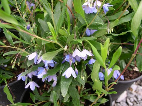 Sollya Heterophylla Thompsons Plants And Garden Centres
