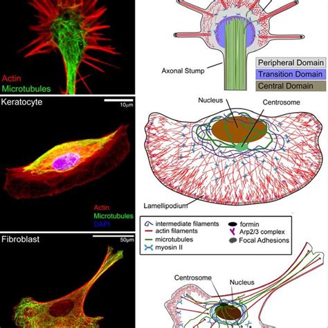 Types Of Photoresist A And Of Photoresist Profiles B A Download Scientific Diagram