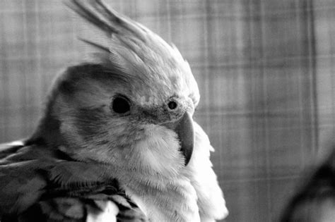 50 Fun And Interesting Facts About Cockatiels Caringforfeathers