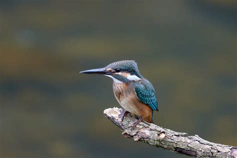 カワセミの幼鳥のアップ 無料の高画質フリー写真素材 イメージズラボ