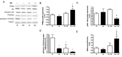 Decreased Akt Phosphorylation In Diabetic Gk Rat Myocardium And