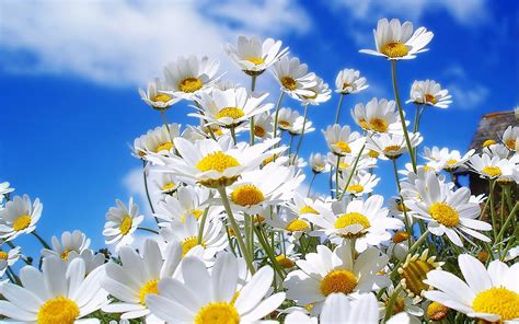 Ромашки обои для рабочего стола Основной цвет обоев Барвинок перванш