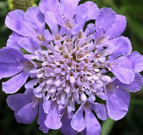 Scabiosa Atropurpurea Pincushion Flower
