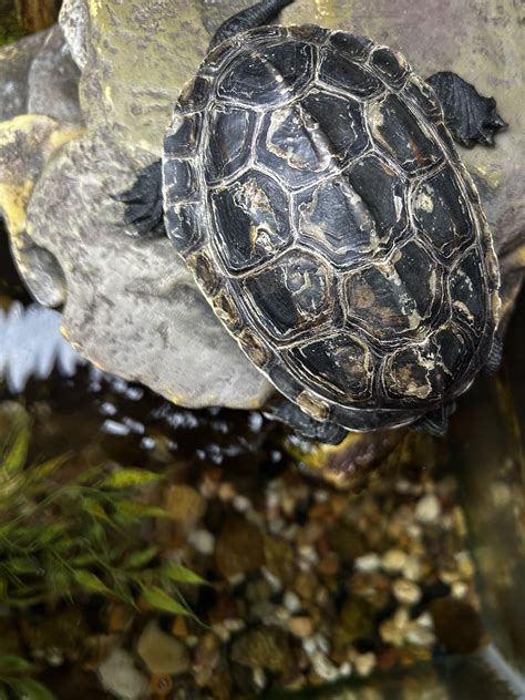 Is There Something Wrong With My Turtles Shell R Turtle