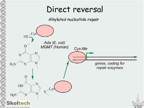 Msu Skol Tech Dna Repair Dna