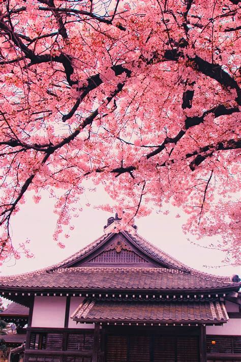 Pink Cherry Blossom Wallpaper Aesthetic Mural Wall