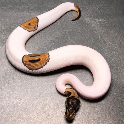 Hra Pied Pos Super Leopard Ball Python By Trademark Exotics Morphmarket