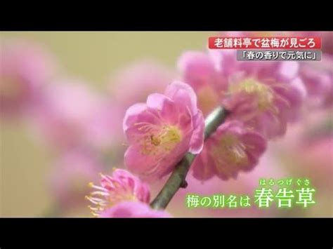 高知市の料亭で盆梅展マスク越しでもいい香り得月楼の初代が集め始めた盆栽ずらり 23 02 07 18 35 YouTube