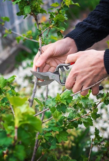 Premium Photo Gardener Pruning Currant Bushes In The Garden