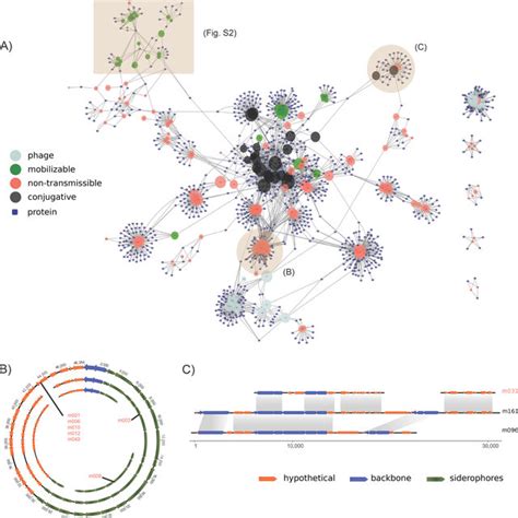 Distribution Of Episomes On The Vibrionaceae Phylogeny And Relation To