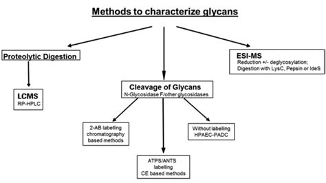 治疗性抗体的糖基化修饰 知乎