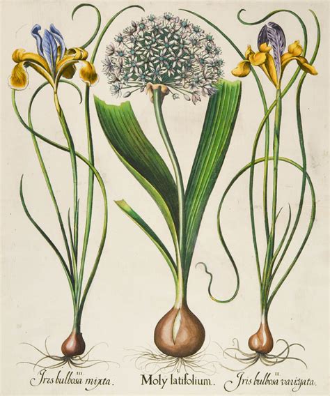 Hortus Eystettensis Schwertlilie Und Porree I Moly Latifolium Ii