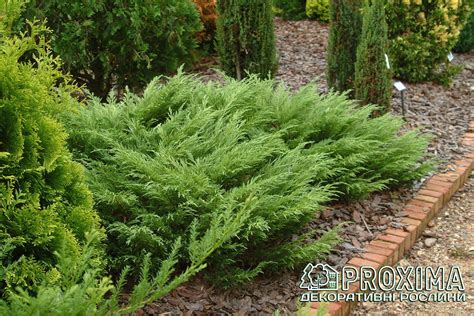 Ялівець козацький Блю Донау / Блю Дануб, Juniperus sabina Blaue Donau ...