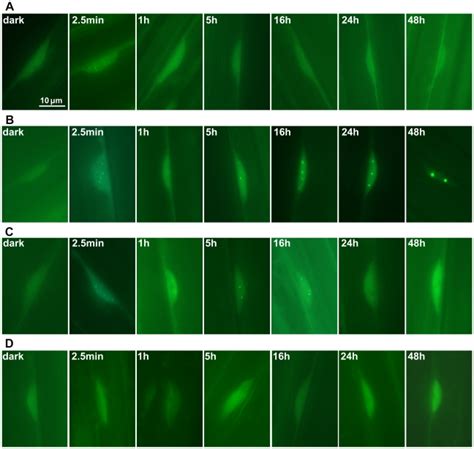 A Localization Of Phybyfp Or B Phyb 401yfp Fusion Proteins In