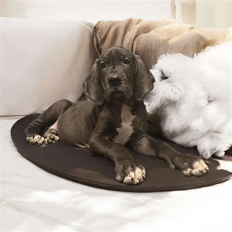 Akc Full Euro Black Female Great Dane Great Dane Puppies For Sale In