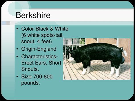Ppt Swine Breeds Powerpoint Presentation Free Download Id233390