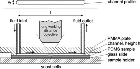 Polyelectrolyte Multilayer Surface Functionalization Of Polydimethylsiloxane Pdms For