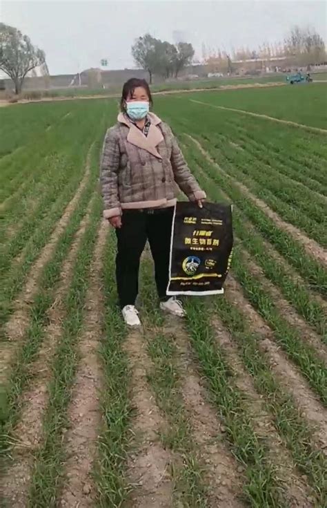 小麦控旺的最佳时期您知道吗？（柯睿纳特种肥） 广而告之 191农资人 农技社区服务平台 触屏版