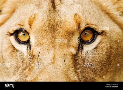 Lion Eyes Pictures