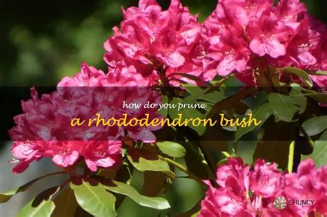 Pruning Tips For A Beautiful Rhododendron Bush Shuncy