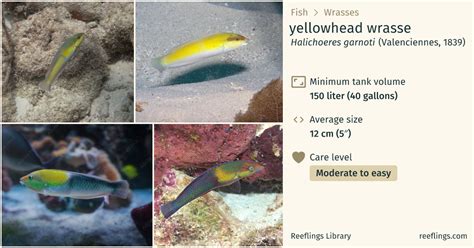 Yellowhead Wrasse Halichoeres Garnoti Complete Care Guide Reeflings