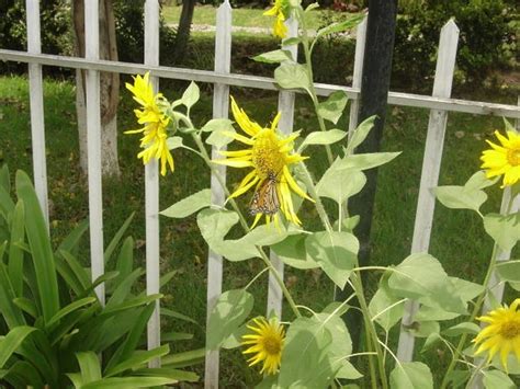 Слънчогледи произход любопитни факти видове и техните изненадващи приложения