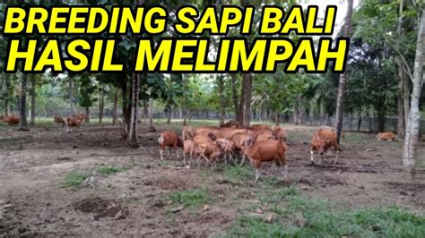 BREEDING SAPI BALI CEPAT DAPAT HASIL YouTube