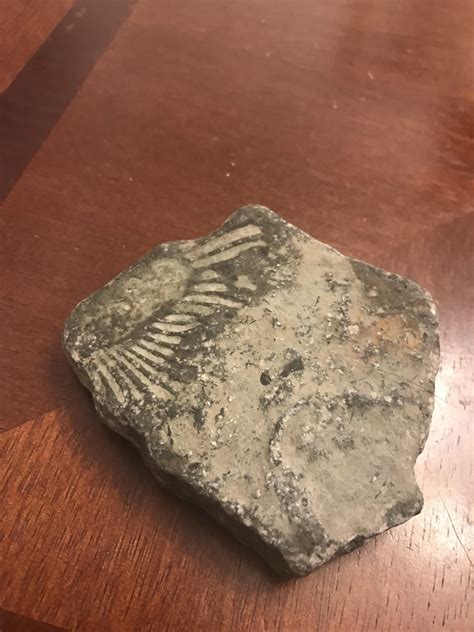 Arthropod Fossil R Fossils
