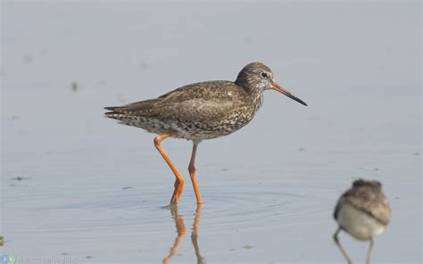 赤足鷸 Common Redshank 燕雀之誌