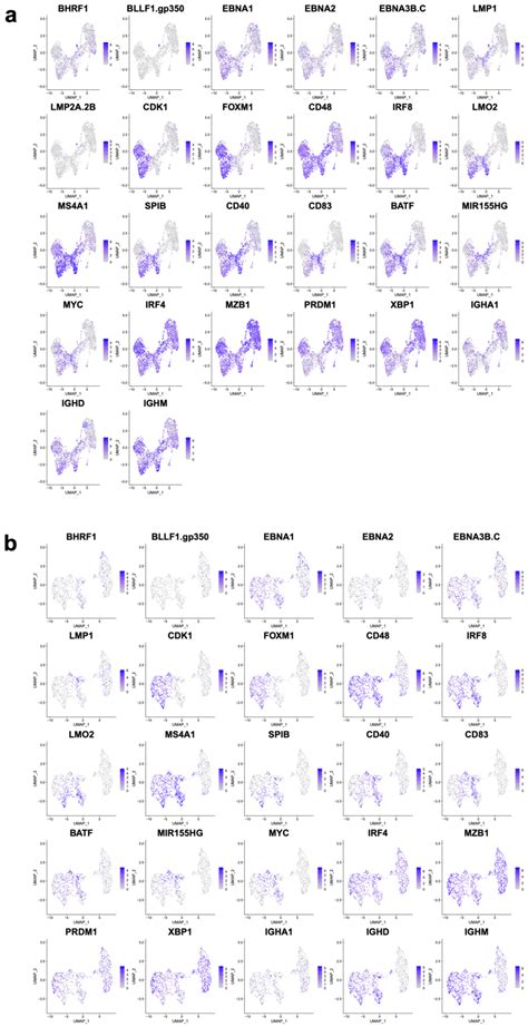 Expression Pattern Of Index Genes Across Ebv Associated Cells A