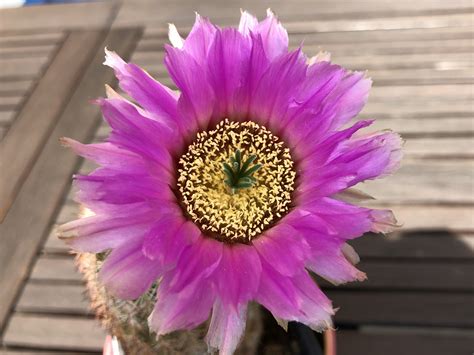 Installing The First Odf Cluster Data Ceph And It