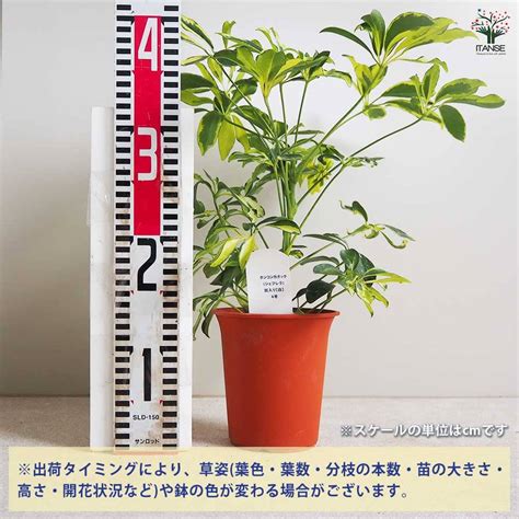 ホンコンカポックシェフレラ 斑入り【白】 【観葉植物 4号鉢】｜ 【植物のitanse】全品送料無料・即出荷