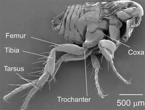 Do Fleas Jump How High And Far Pestseek