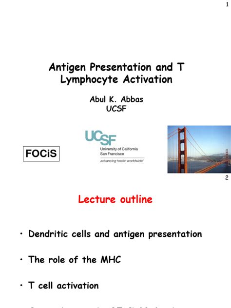 antigen presentation and t cell activation pdf t cell t helper cell