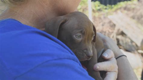 More Arrests In Largest Dogfighting Bust In The State 305 Dogs Rescued