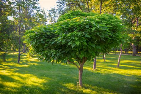 Quel Arbuste Planter Dans Un Petit Jardin