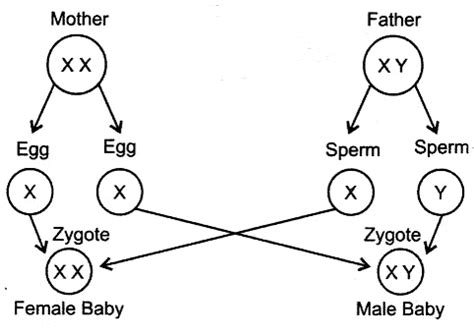 Heredity Chapter Notes Class PDF Download