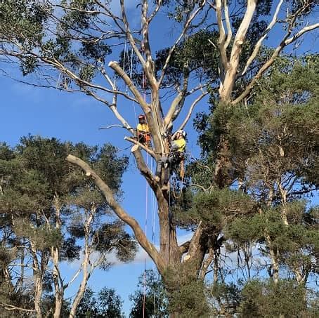 Tree Removal Tree Lopping Hobart Tree Service Hobart Arborist